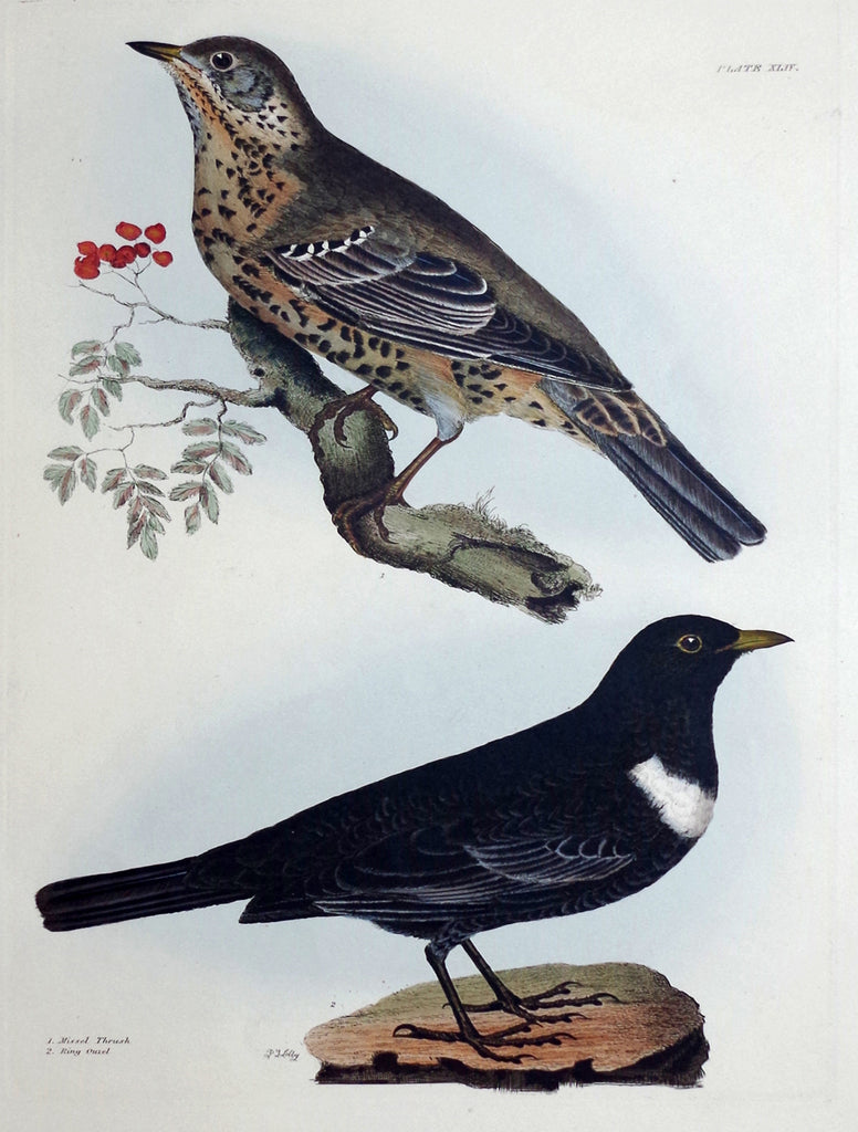 Prideaux John Selby (1788-1867), Missel Thrush & Ring Ouzel Plt XLIV ...