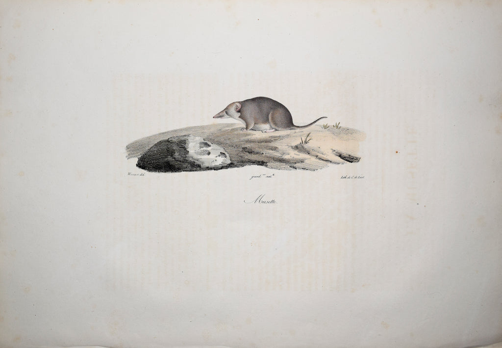 Frederic Cuvier (1769-1832) & Geoffroy Saint-Hilaire (1772-1844), Muse ...