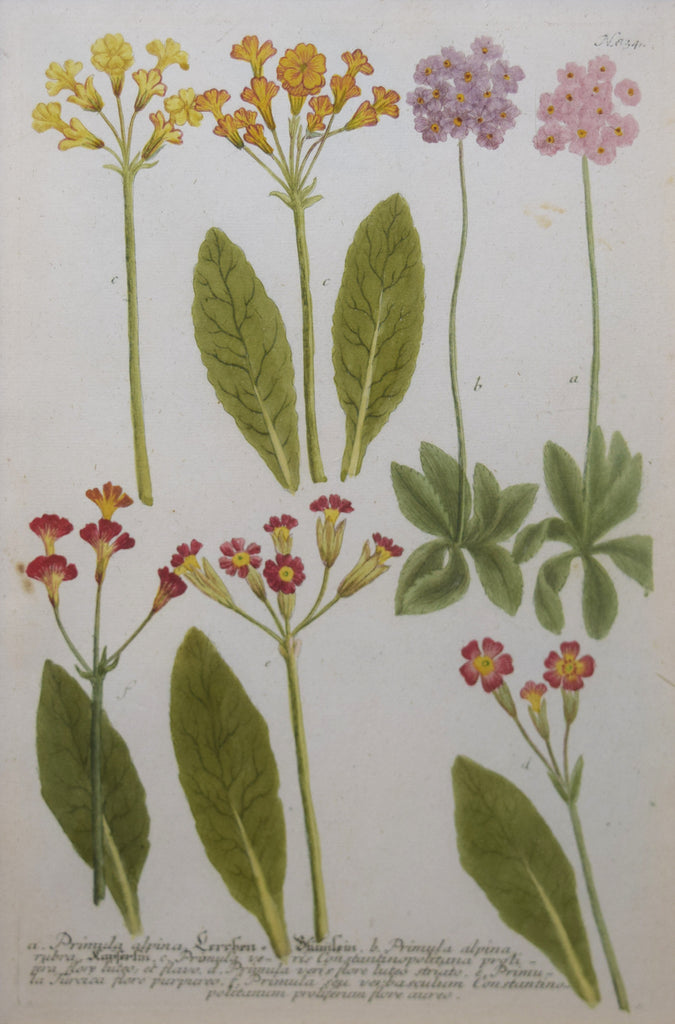 Johann Wilhelm Weinmann (died 1741), Primula alpina N834 – Arader Galleries