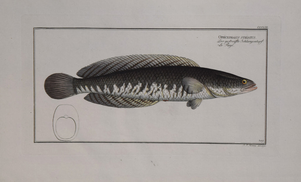 Marcus Elieser Bloch (1723-1799), Ophicephalus Striatus (Striped Snake ...