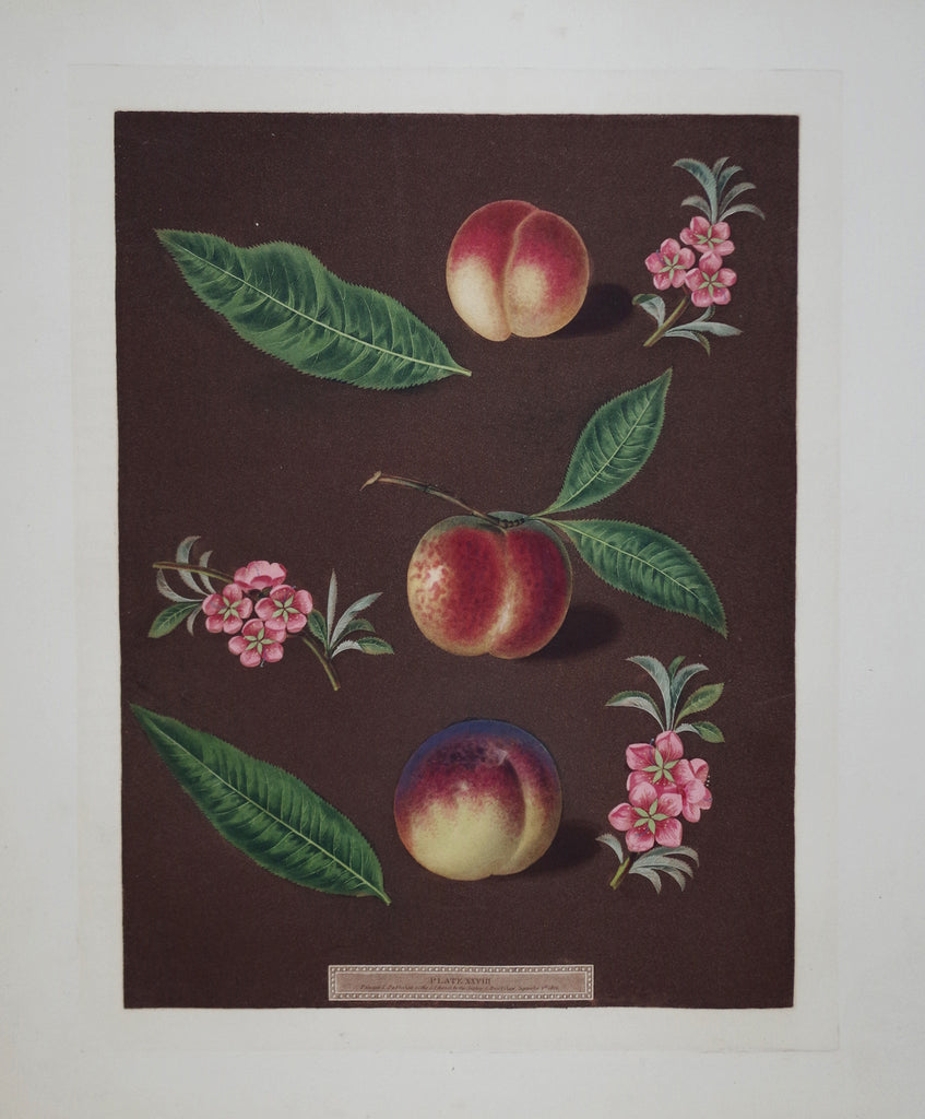 George Brookshaw (1751-1823), Peaches, Pl XXVIII – Arader Galleries