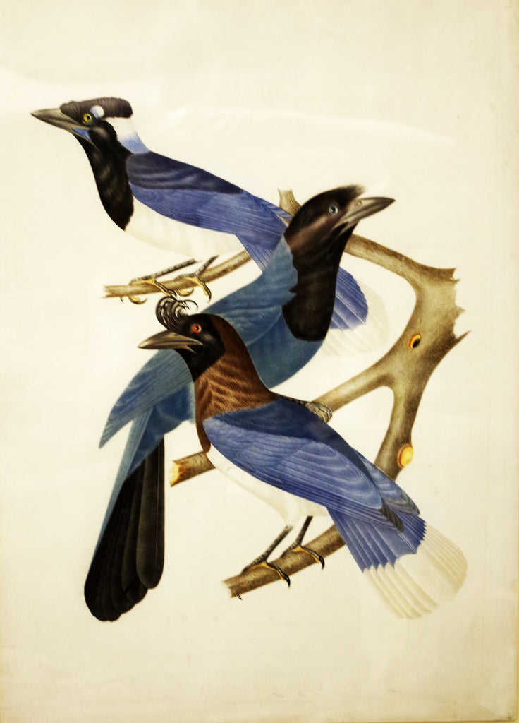 Jean Théodore Descourtilz (1796-1855), Pica Chrysops 48 – Arader Galleries