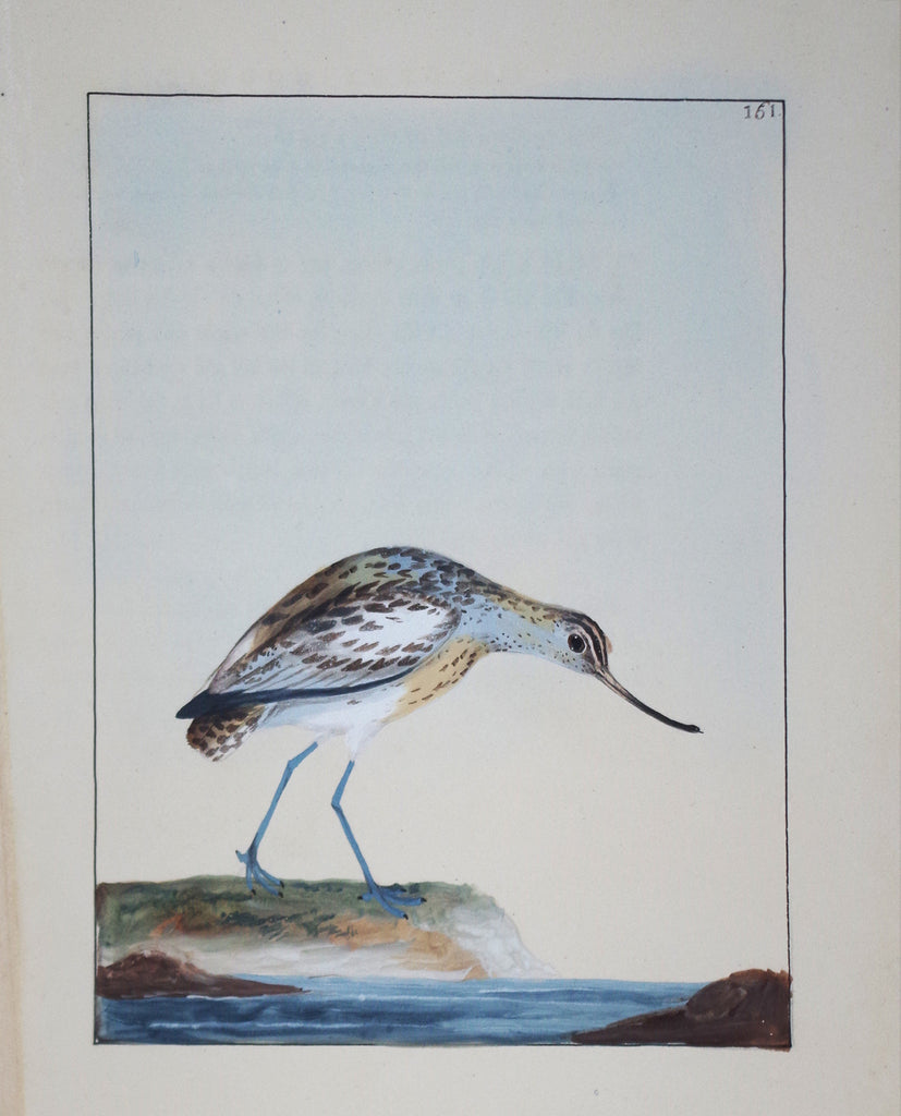 William Lewin (1747-1795), Pl 161 – Arader Galleries