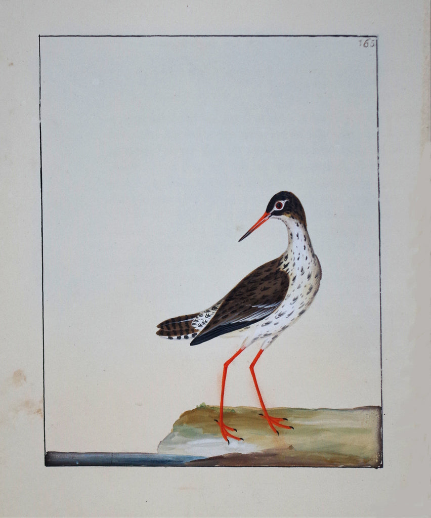 William Lewin (1747-1795), Pl 165 – Arader Galleries