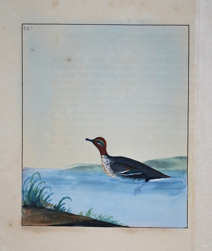 William Lewin (1747-1795), Pl 260 – Arader Galleries