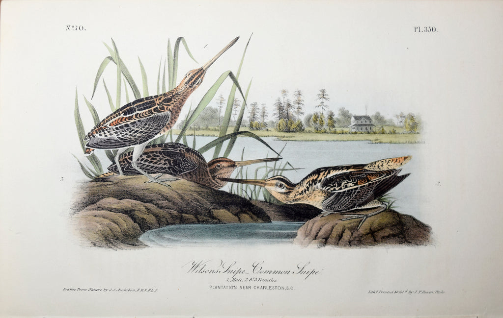 John James Audubon (American, 1785-1851), Pl 350 - Wilson's Snipe - Co ...