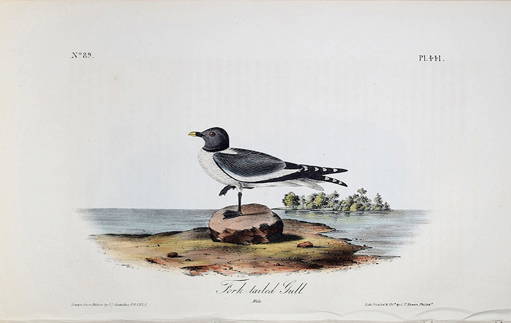 John James Audubon (American, 1785-1851), Pl 441 - Fork-tailed Gull ...