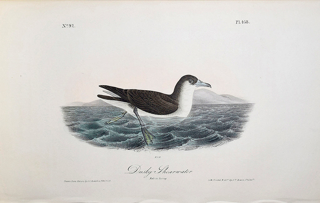 John James Audubon (American, 1785-1851), Pl 458 - Dusky Shearwater ...