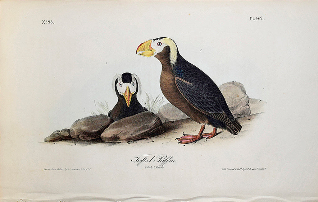 Puffins Audubon