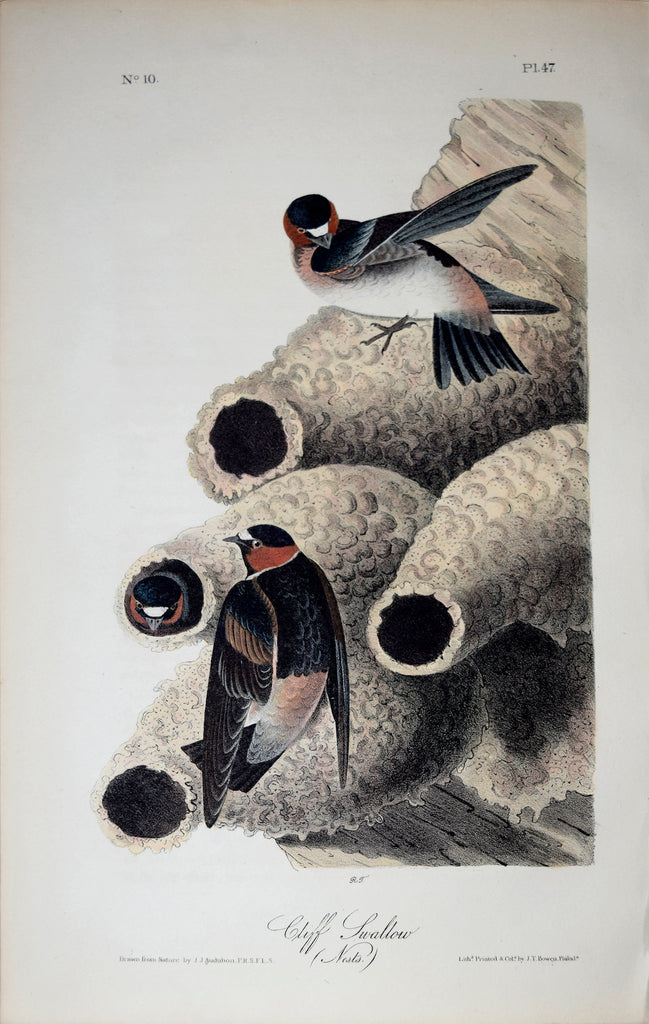 John James Audubon (American, 1785-1851), Pl 47 - Cliff Swallow (Nests ...