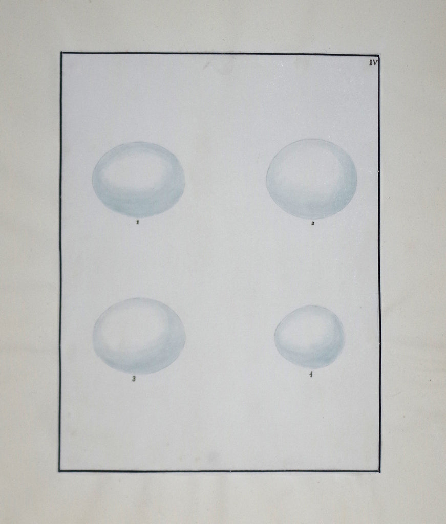 William Lewin (1747-1795), Pl 4 – Arader Galleries