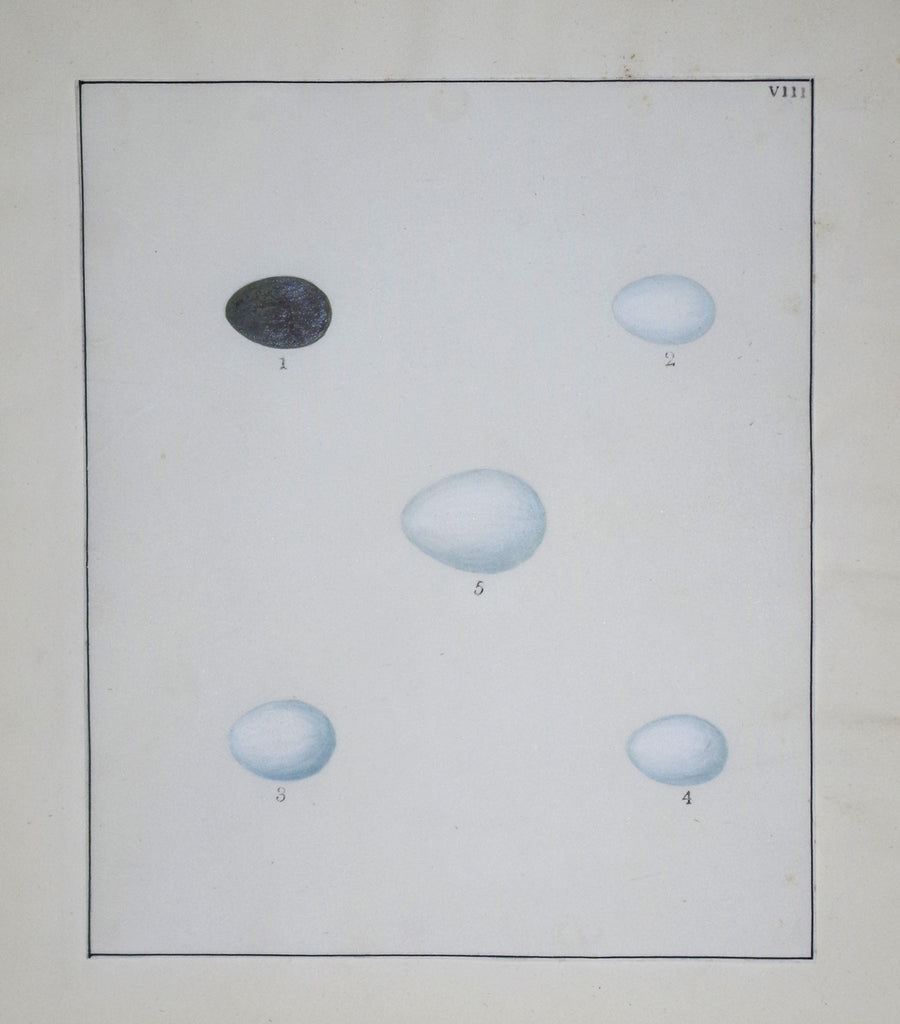 William Lewin (1747-1795), Pl 8 – Arader Galleries