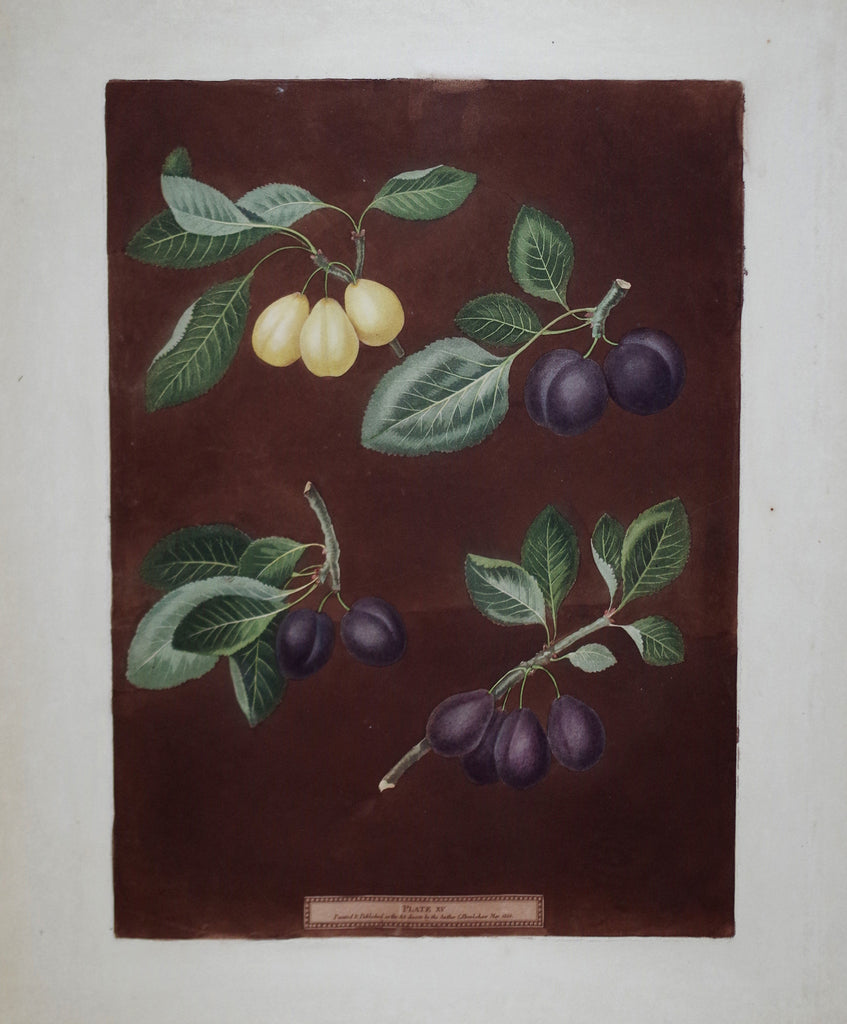 George Brookshaw (1751-1823), Pl XV – Arader Galleries