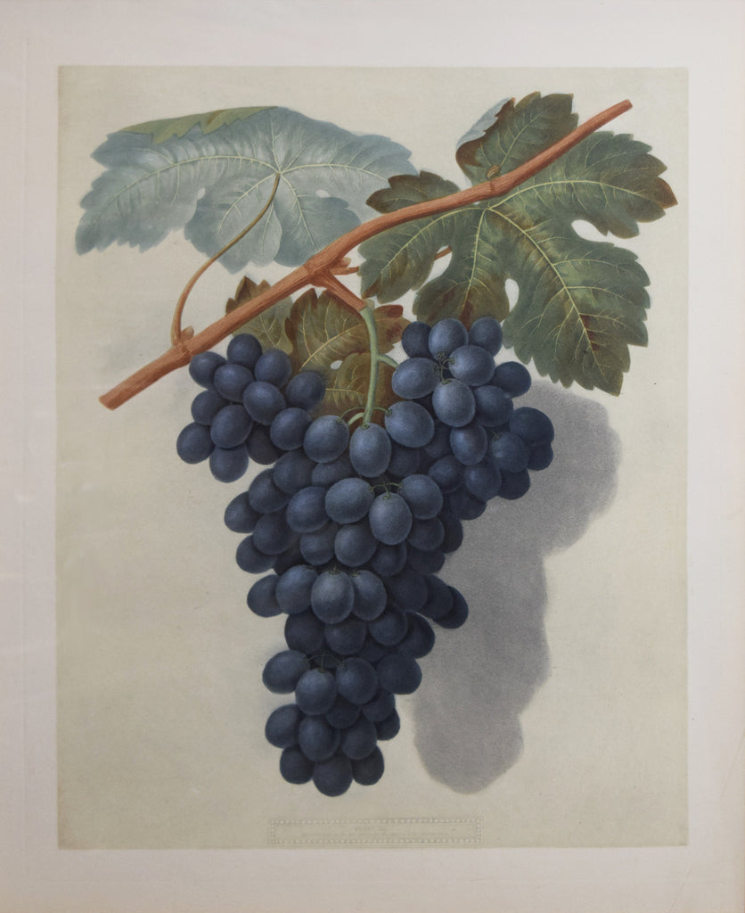 George Brookshaw (1751-1823), Pl LI – Arader Galleries