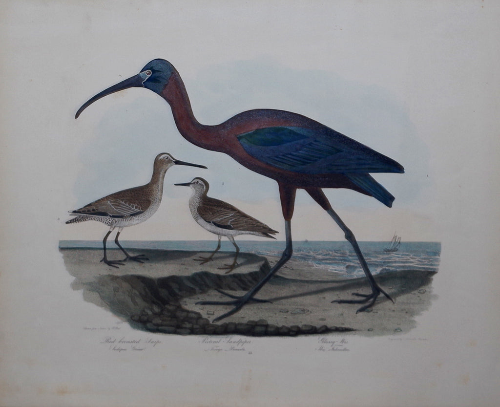 Alexander Wilson (1766-1813), Red Breasted Snipe – Arader Galleries