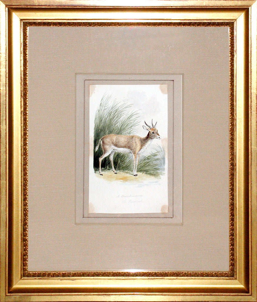 Samuel Howitt (British, 1765-1822) A. Arundinaceas, The Rietbok ...