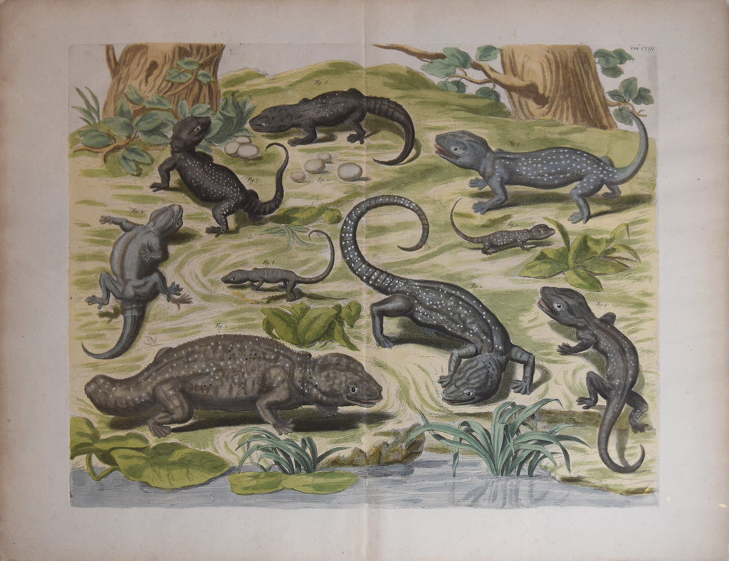 Albertus Seba (1665-1736), Tab CVIII – Arader Galleries