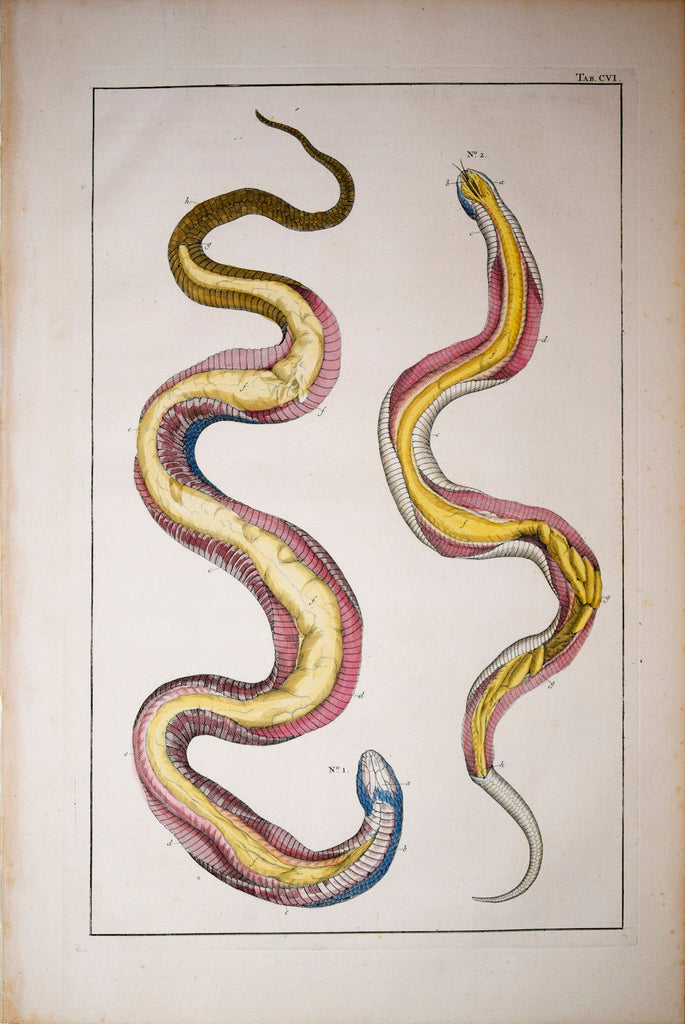 Albertus Seba Locupletissimi Rerum Naturalium Engraving – Arader Galleries