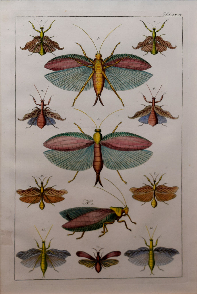 Albertus Seba (1665-1736), Tab LXVI – Arader Galleries