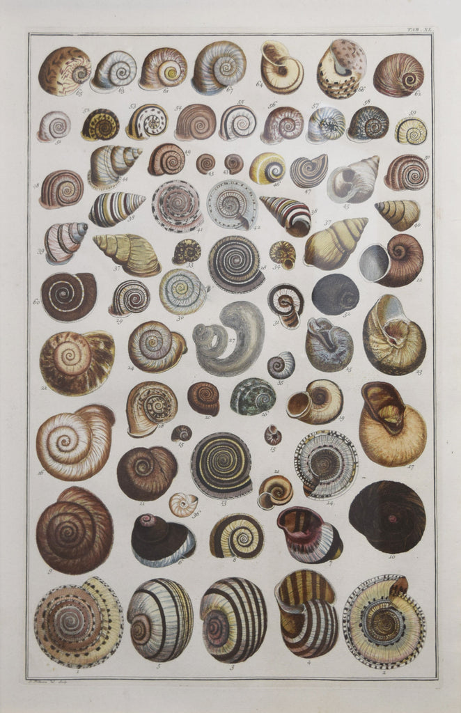 Albertus Seba (1665-1736), Tab XL – Arader Galleries