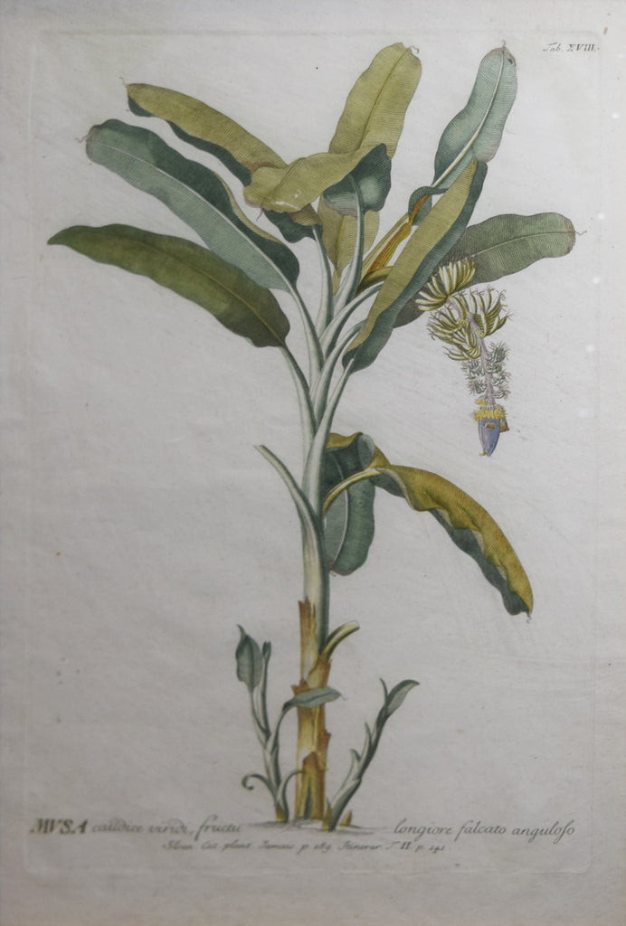 Georg Ehret (1708-1770), Tab XVIII – Arader Galleries