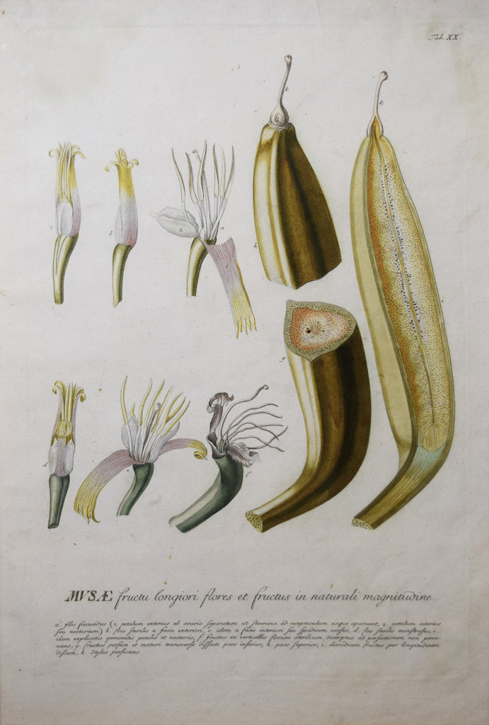 Georg Ehret (1708-1770), Tab XX – Arader Galleries