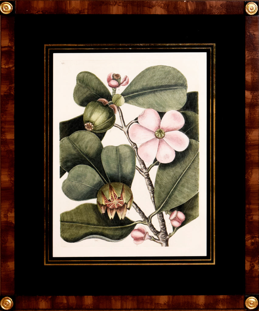 Mark Catesby (1683-1749), T99-The Balsam Tree – Arader Galleries