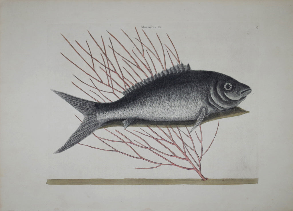 Mark Catesby (1683-1749), The Bone Fish T13 – Arader Galleries