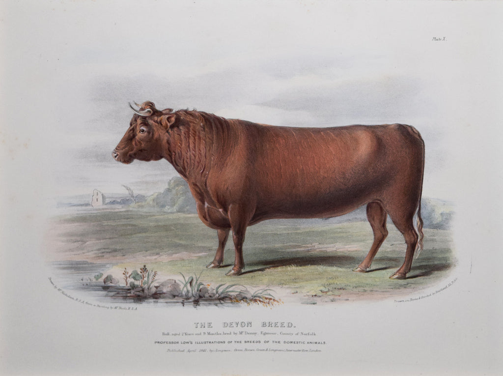 David Low (1786-1859), The Devon Breed – Arader Galleries
