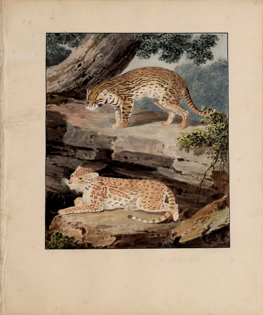 Original watercolor created for the manuscript folio The Felidae Cat K ...
