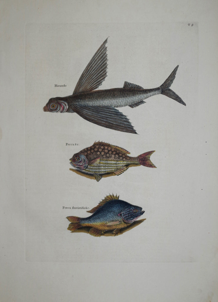 Mark Catesby (1683-1749), The Flying Fish T8 – Arader Galleries