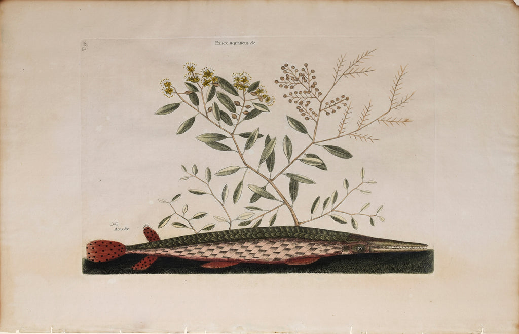 Mark Catesby (1683-1749), The Green Gar Fish, T30 – Arader Galleries