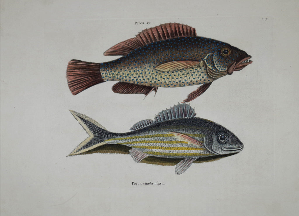Mark Catesby (1683-1749), The Negro Fish T7 – Arader Galleries