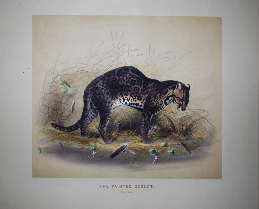 Joseph Wolf (1820-1899), The Painted Ocelot – Arader Galleries