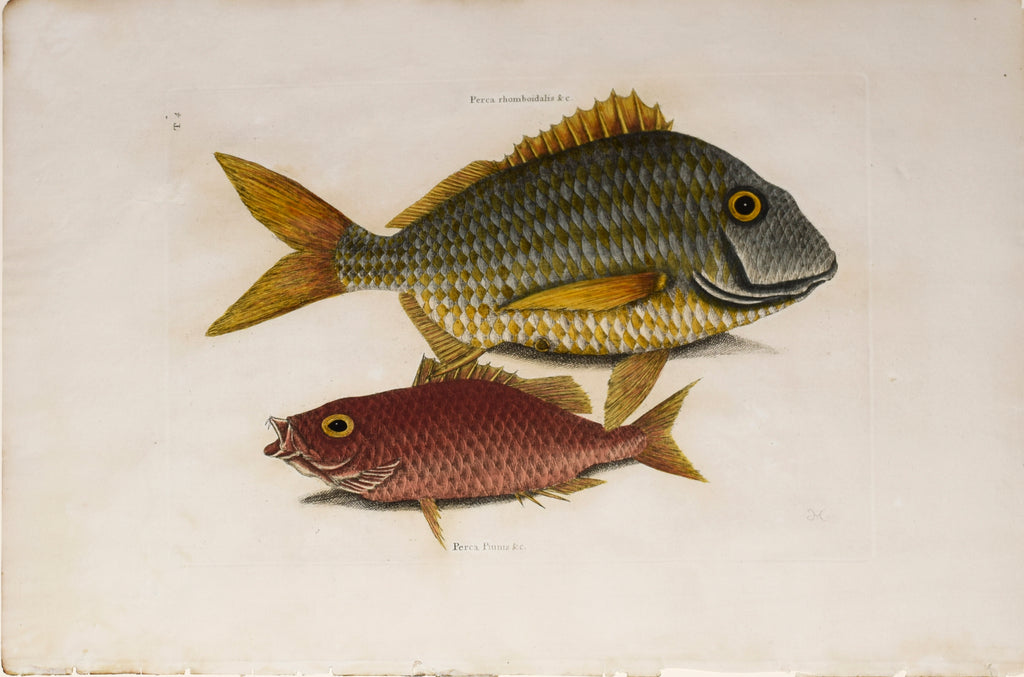 Mark Catesby (1683-1749), The Pork Fish and The Schoolmaster T4 ...