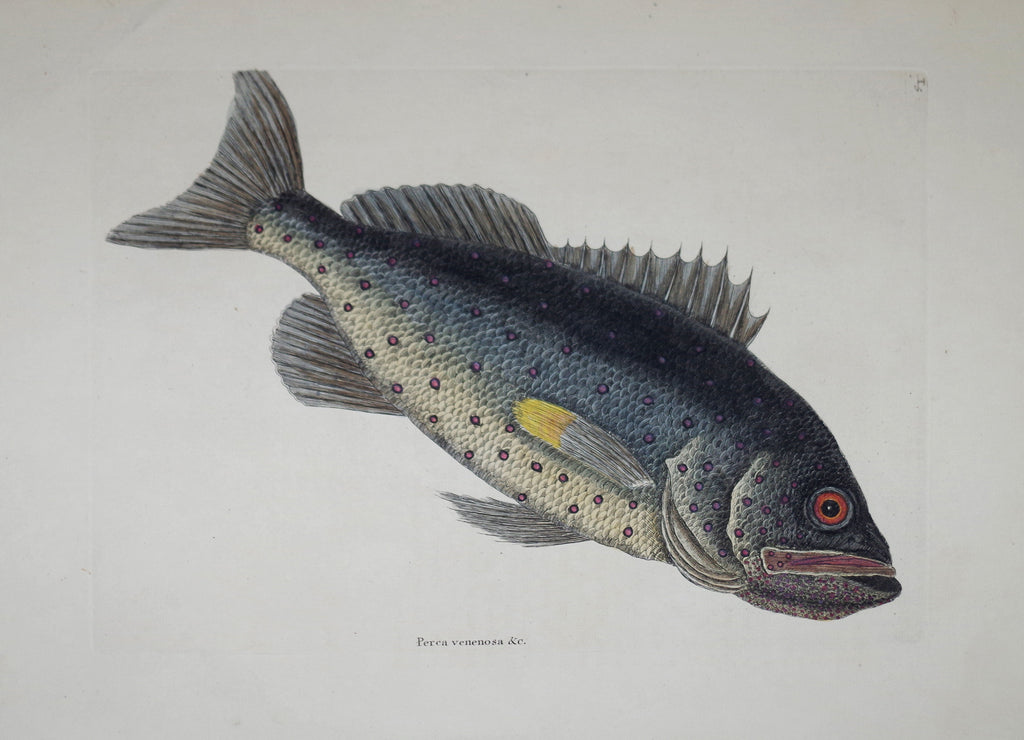 Mark Catesby (1683-1749), The Rock Fish T5 – Arader Galleries