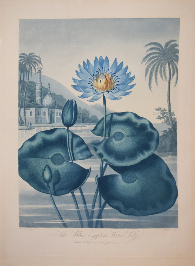 Egyptian Blue Water Lily