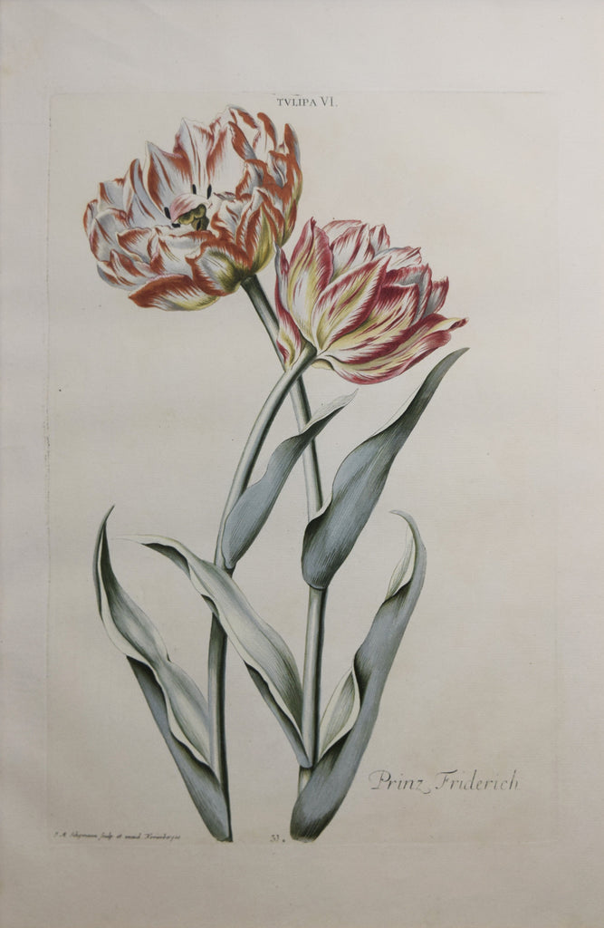 Georg Ehret (1708-1770), Prinz Friderich P31 – Arader Galleries