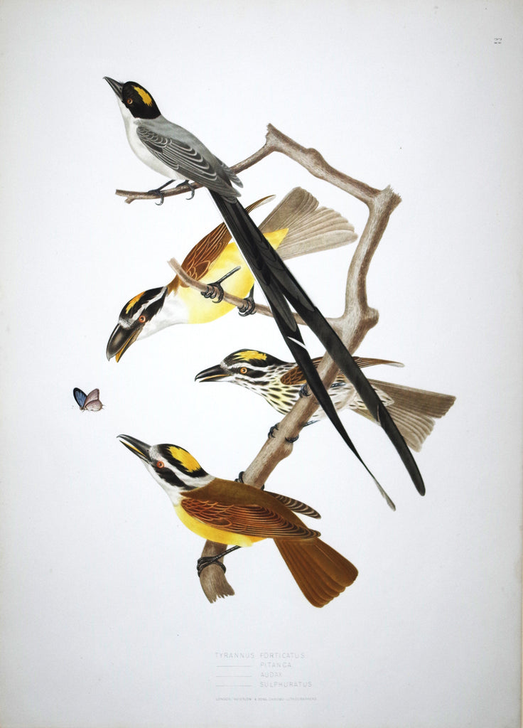 Jean Théodore Descourtilz (1796-1855), Tyrannus Forticatus 22 – Arader ...