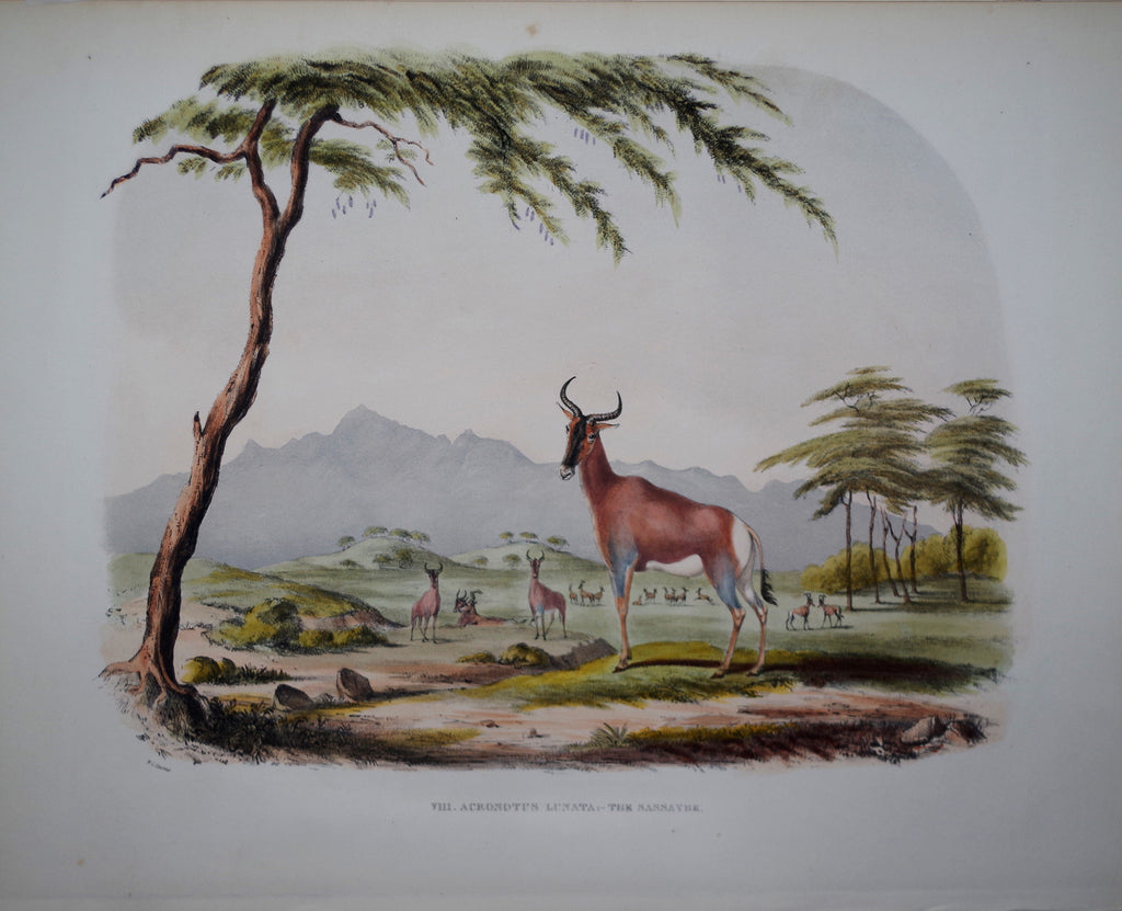 Captain W. Cornwallis Harris (1807-1848), Plate VIII The Sassaybe ...