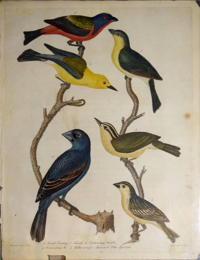 Alexander Wilson (1766-1813), The Painted Bunting – Arader Galleries