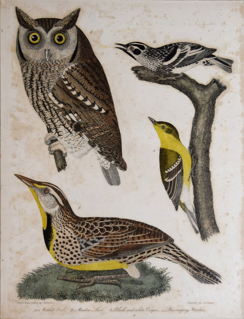 Alexander Wilson (1766-1813), Mottled Owl – Arader Galleries
