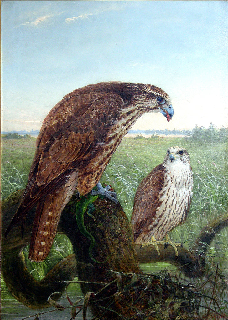 Joseph Wolf (German, 1820-1899), Saker Falcons – Arader Galleries