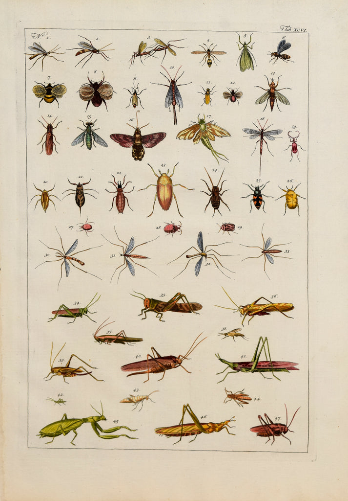 Albertus Seba (1665-1736) Tab XCVI [Insects] – Arader Galleries