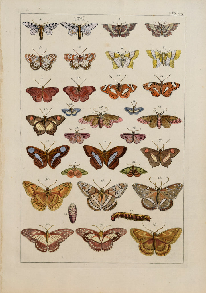 Albertus Seba (1665-1736) Tab XII [Insects] – Arader Galleries
