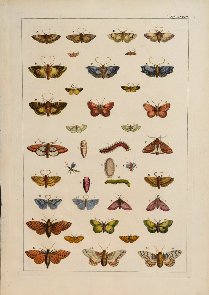 Albertus Seba (1665-1736) Tab XLVIII [Insects] – Arader Galleries
