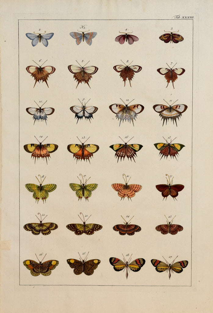 Albertus Seba (1665-1736) Tab XXXIII [Insects] – Arader Galleries