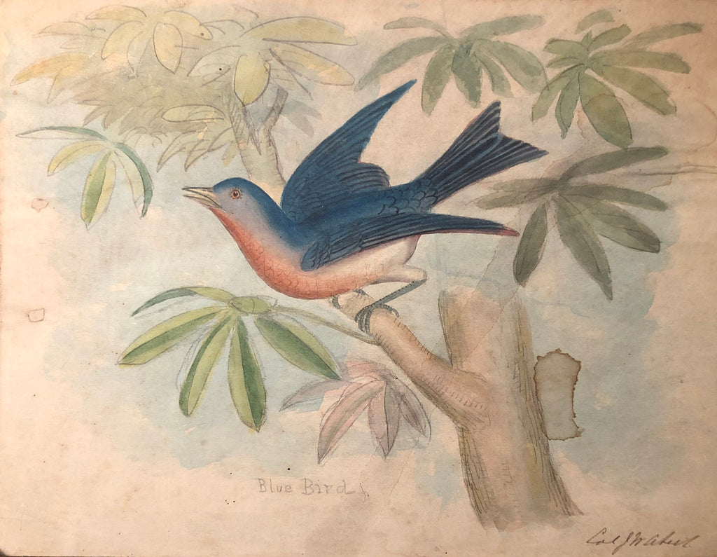 J. W. Abert (American, 1820-1897), Blue Bird (Male) – Arader Galleries