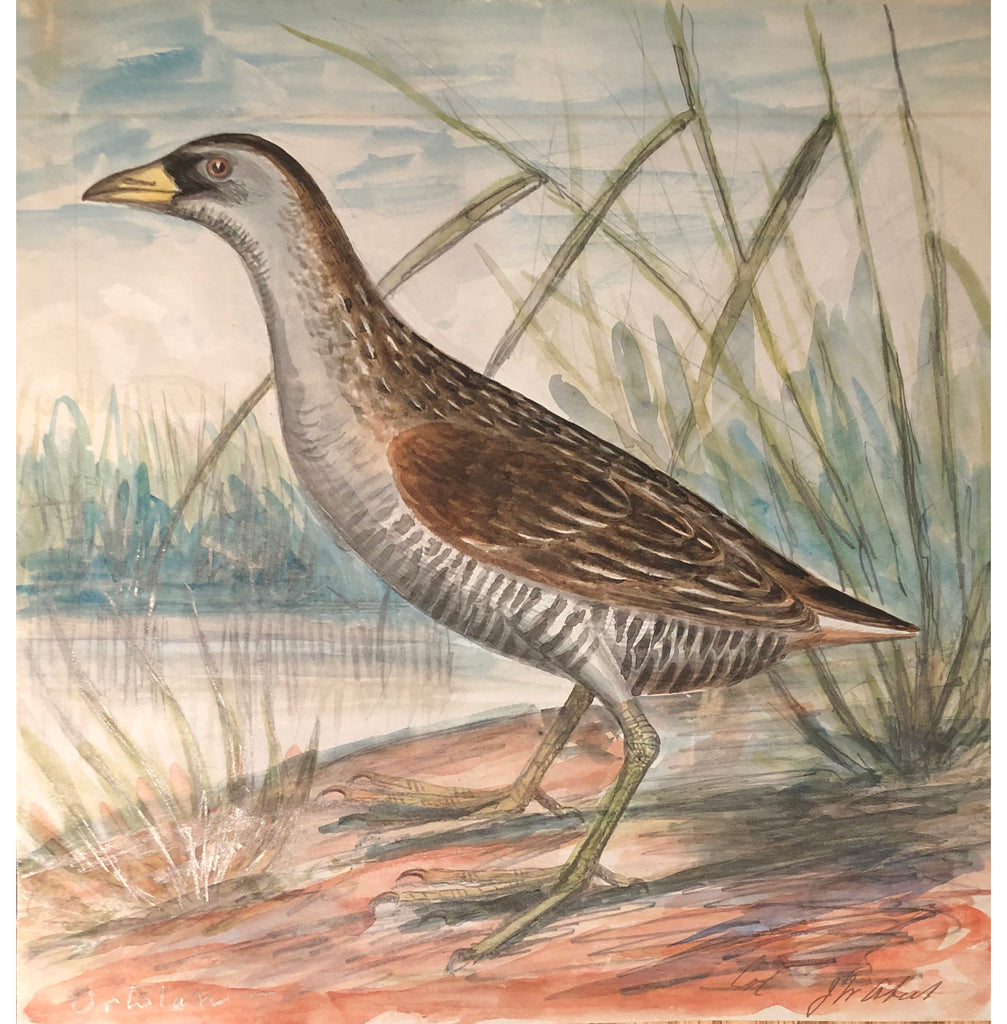 J. W. Abert (American, 1820-1897), Orsolan – Arader Galleries