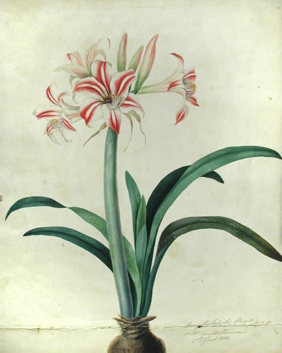 Priscilla Susan Falkner Bury (British, 1799–1872), Amaryllis Superba ...